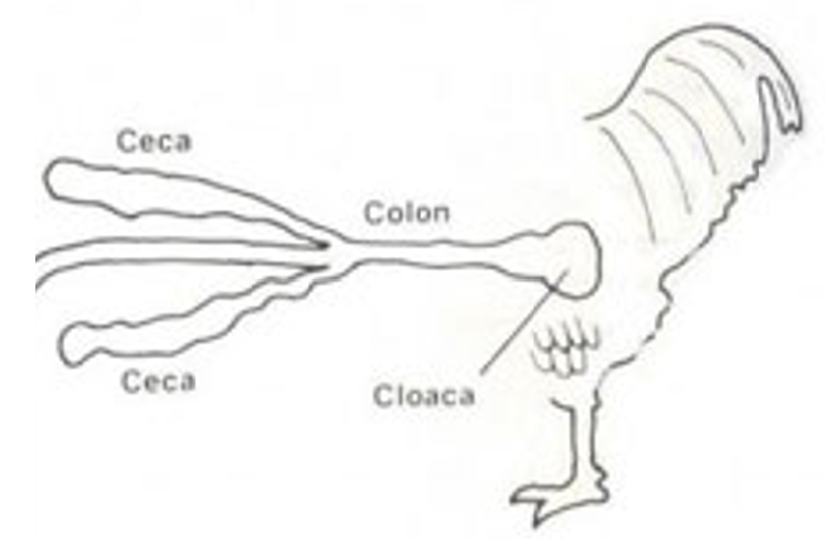 Verteringstelsel van vogels | Kiezebrink Focus on Food - Voor al uw diepvries diervoeding